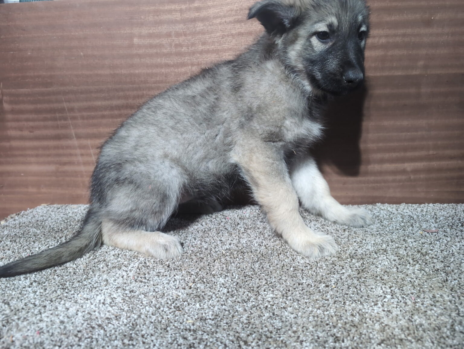 Jackie & Dierks' Jr's Litter - Diamond Valley German Shepherd's