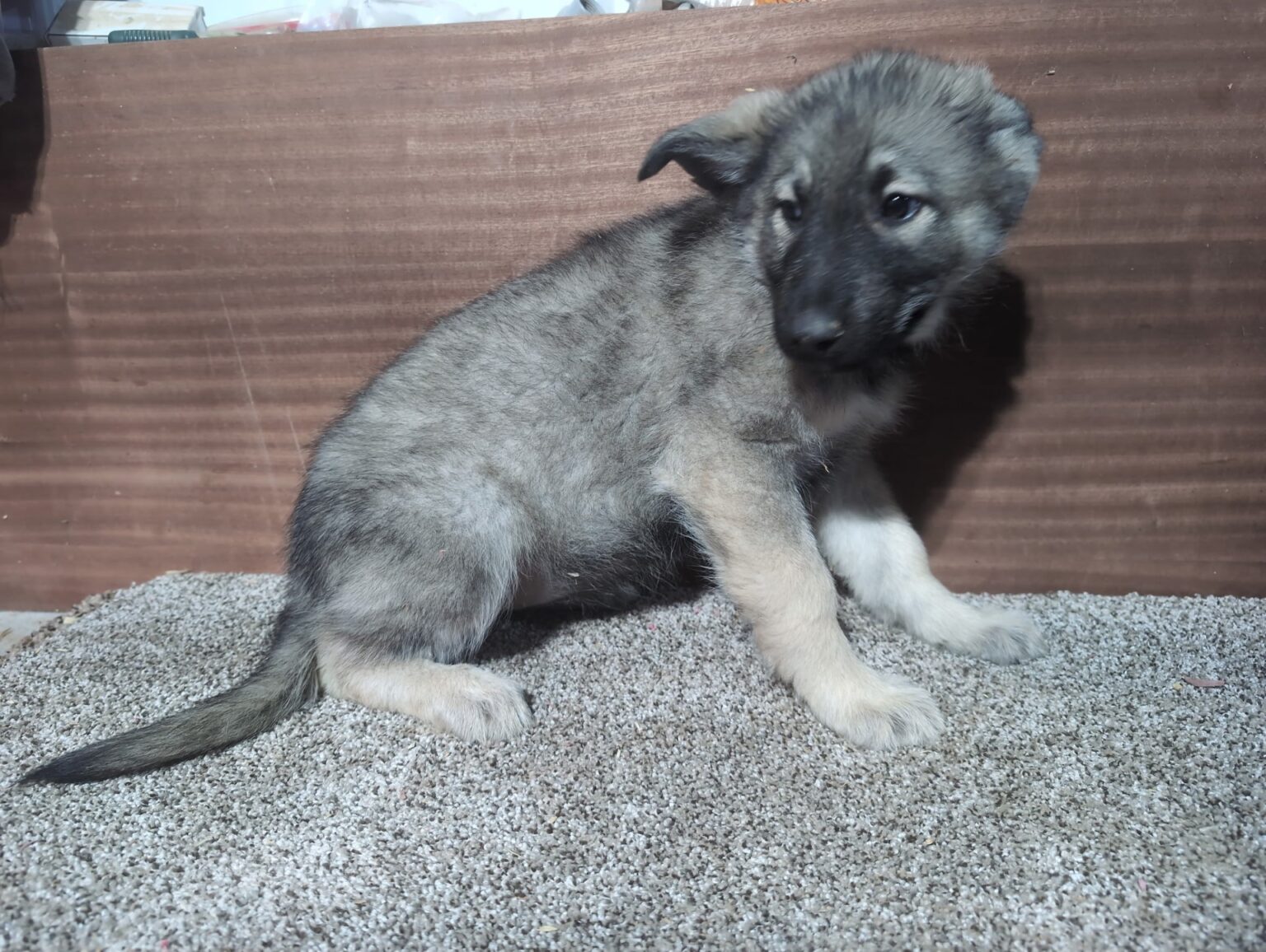 Jackie & Dierks' Jr's Litter - Diamond Valley German Shepherd's